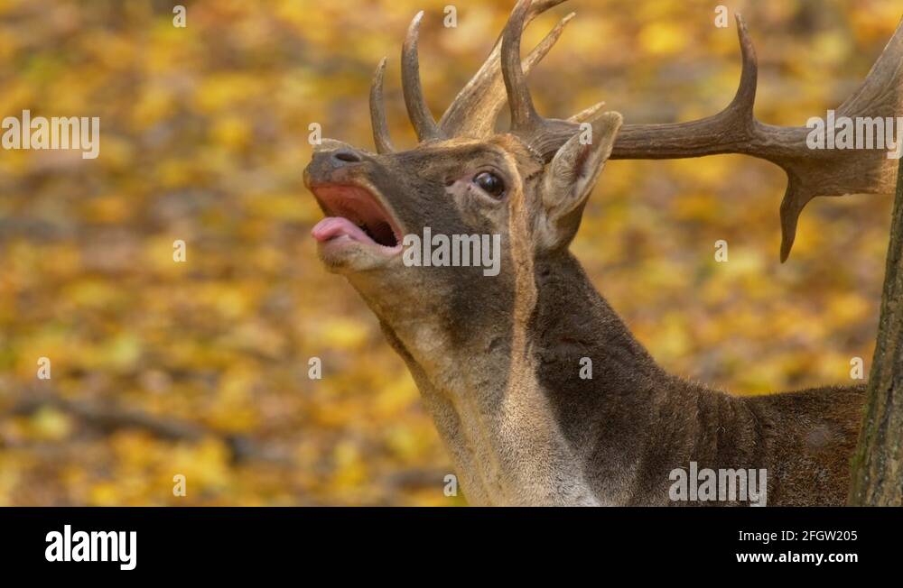 Deer scream Stock Videos & Footage - HD and 4K Video Clips - Alamy