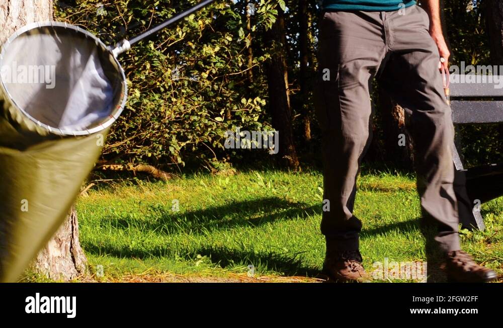 Entomology insects Stock Videos & Footage - HD and 4K Video Clips - Alamy