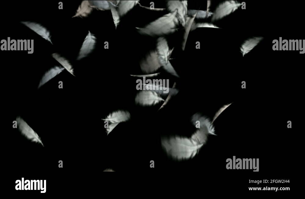 Feather falling gravity Stock Videos & Footage - HD and 4K Video Clips ...