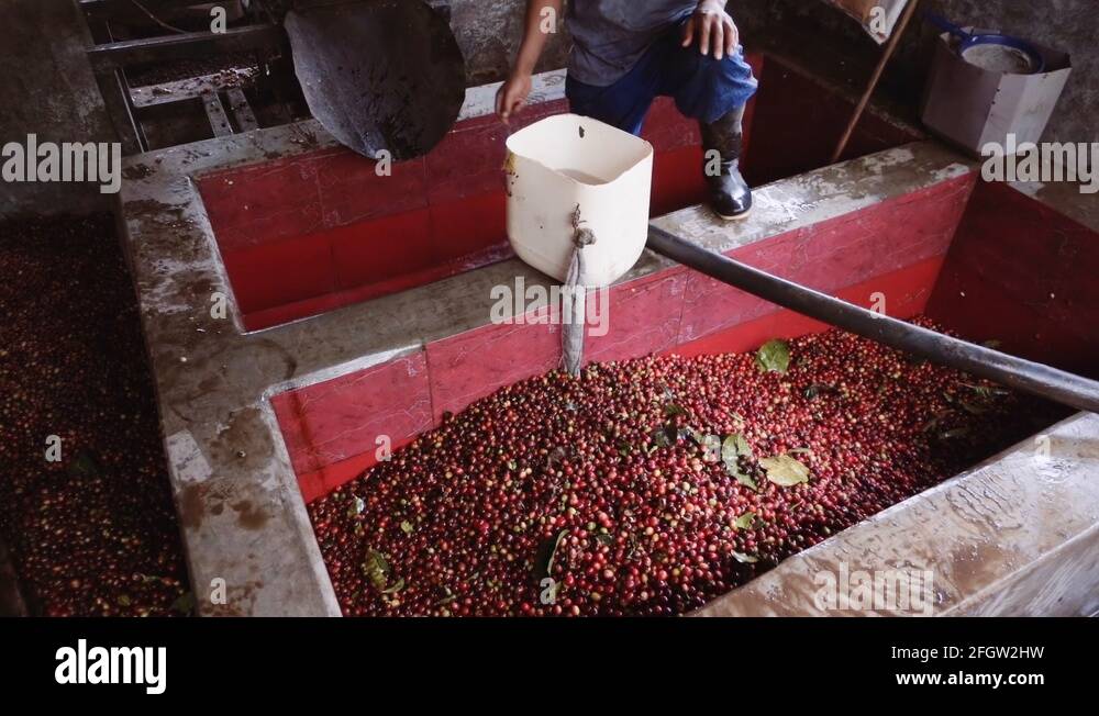 Washed arabica coffee beans Stock Videos & Footage - HD and 4K Video ...