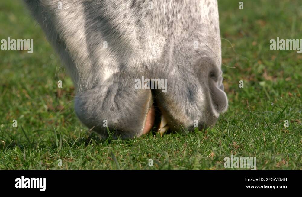 Grazing teeth Stock Videos & Footage - HD and 4K Video Clips - Alamy