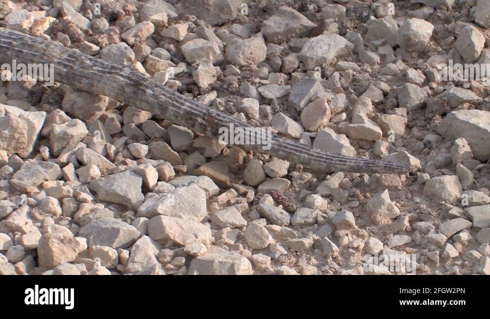 Roadkill wildlife Stock Videos & Footage - HD and 4K Video Clips - Alamy