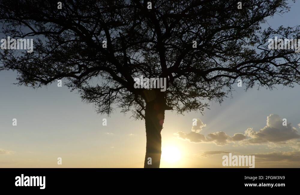 Gimbal shot of an Acacia tree in the plains of Maasai Mara National ...