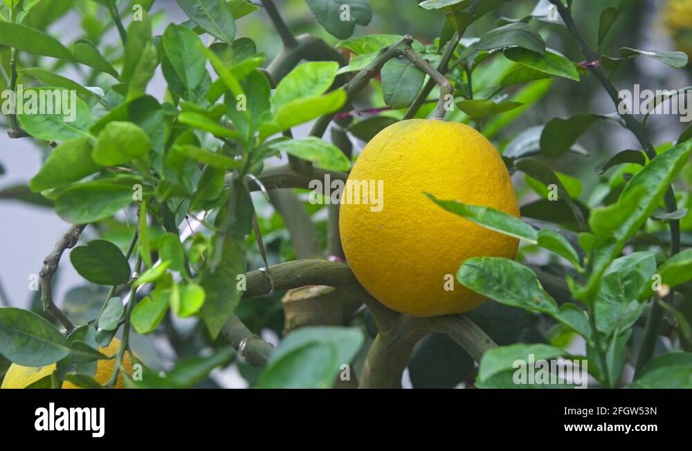 Pomelo with leaves Stock Videos & Footage - HD and 4K Video Clips - Alamy
