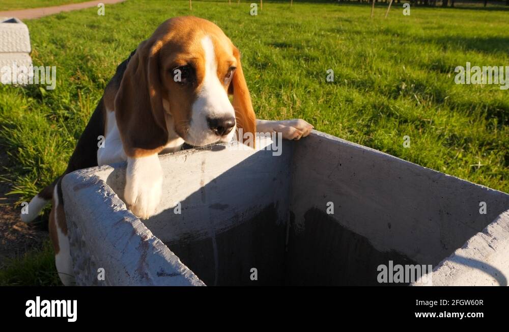 Dog sniff box Stock Videos & Footage - HD and 4K Video Clips - Alamy
