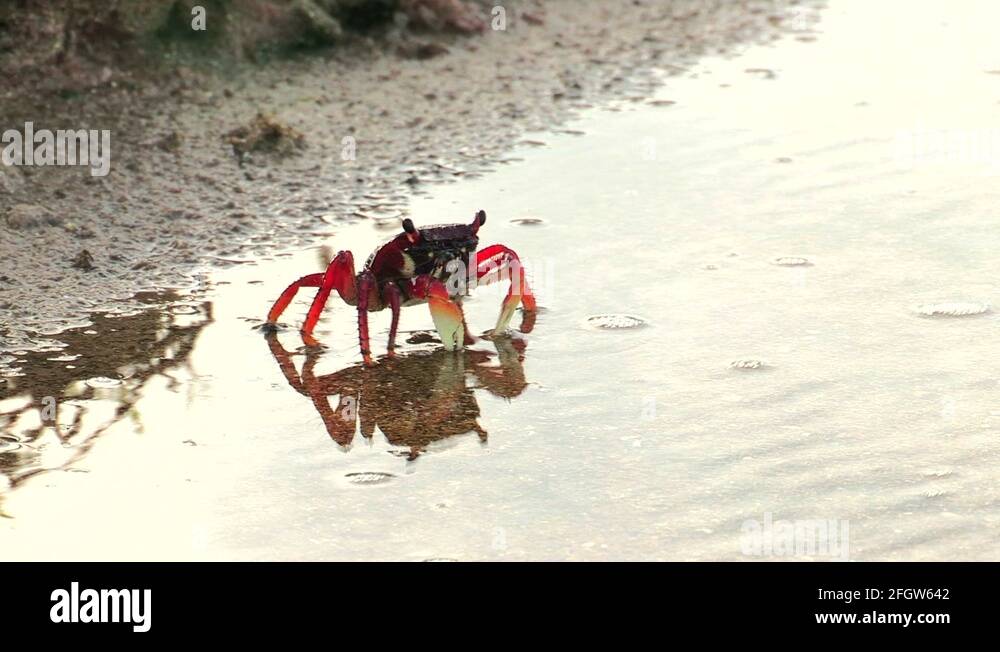 Crab nature Stock Videos & Footage - HD and 4K Video Clips - Alamy