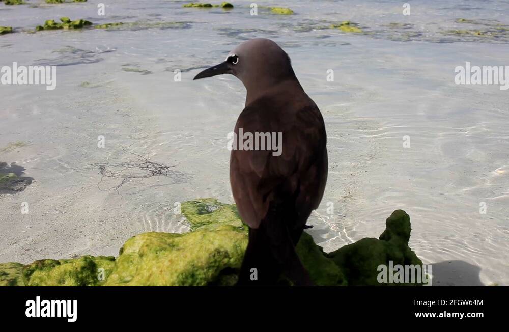 Rock bird Stock Videos & Footage - HD and 4K Video Clips - Alamy