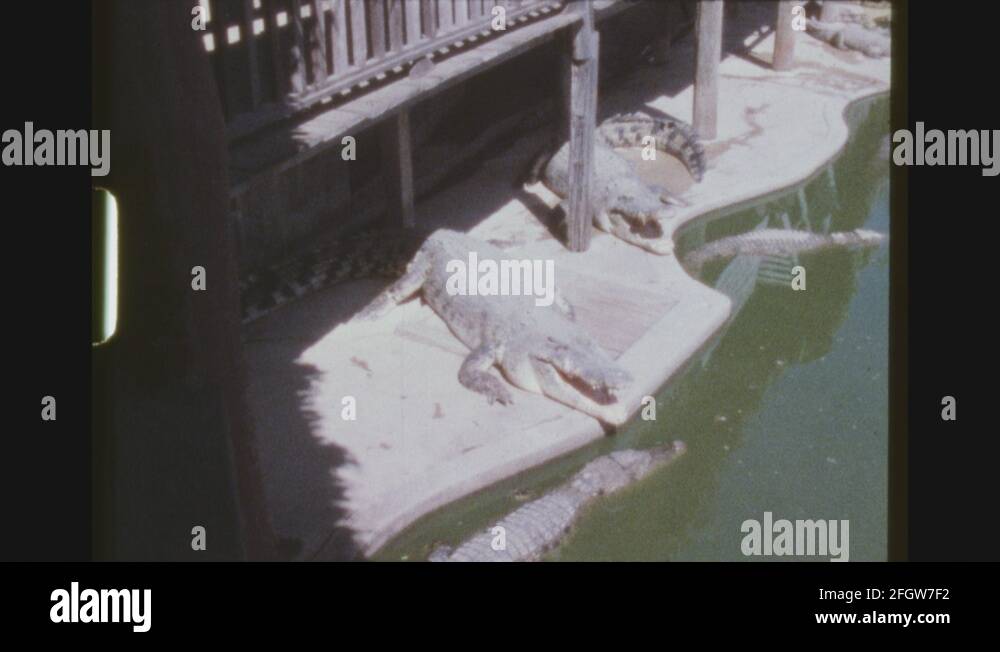 Crocodile pond Stock Videos & Footage - HD and 4K Video Clips - Alamy