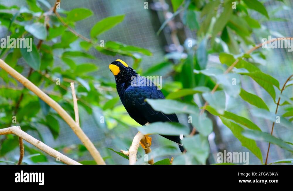 Mino bird Stock Videos & Footage - HD and 4K Video Clips - Alamy