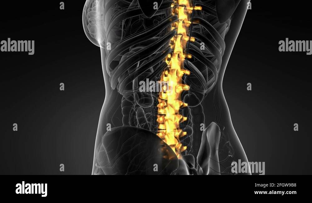 SPINE bone skeleton x-ray scan Stock Video Footage - Alamy