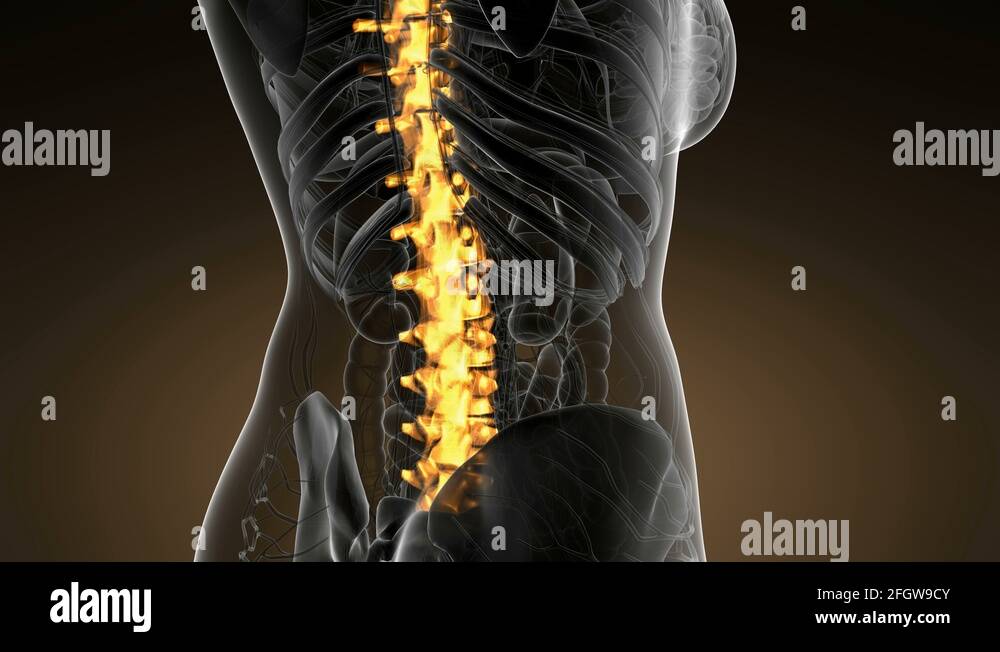 SPINE bone skeleton x-ray scan Stock Video Footage - Alamy