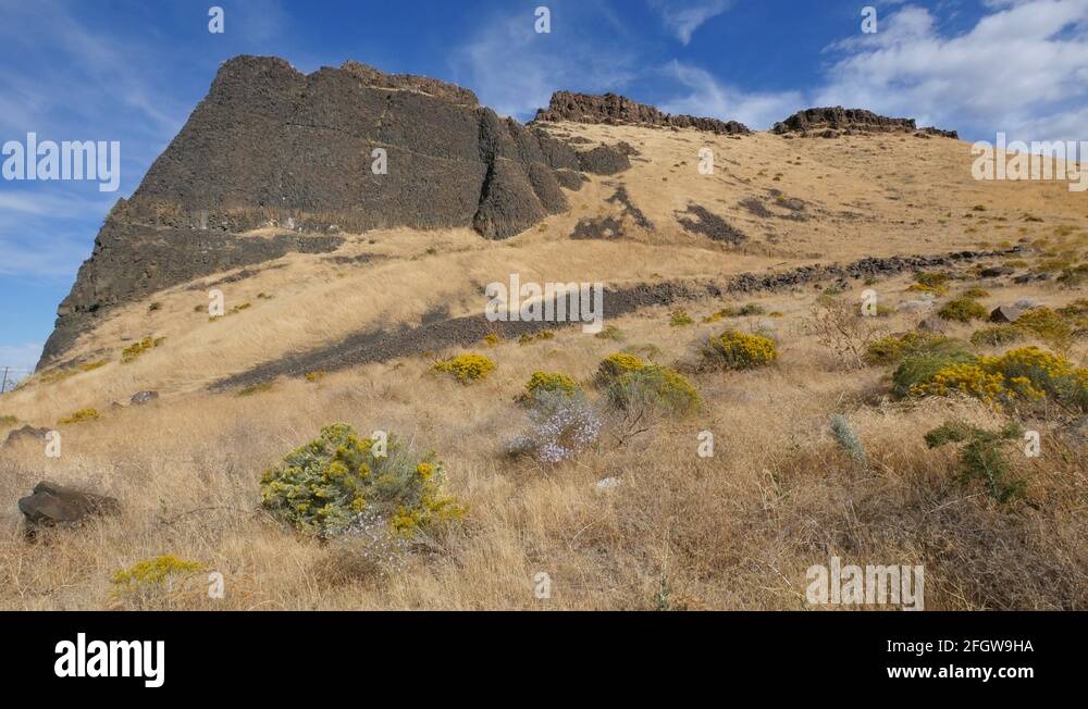 Dry vegetation in the lava landscape Stock Videos & Footage - HD and 4K ...