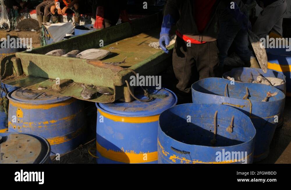 Sorting fish in harbour in Jakarta Java Indonesia Stock Video Footage ...