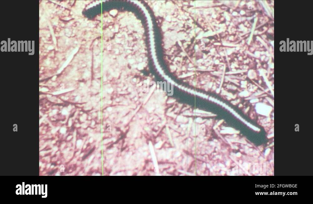1960s: Millipede crawls on ground. Diagram of Phylum Arthropoda ...