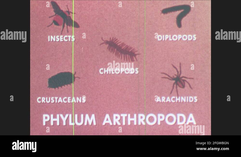 1960s: Diagram of Phylum Arthropoda. Diagram of diplopod. Millipede ...