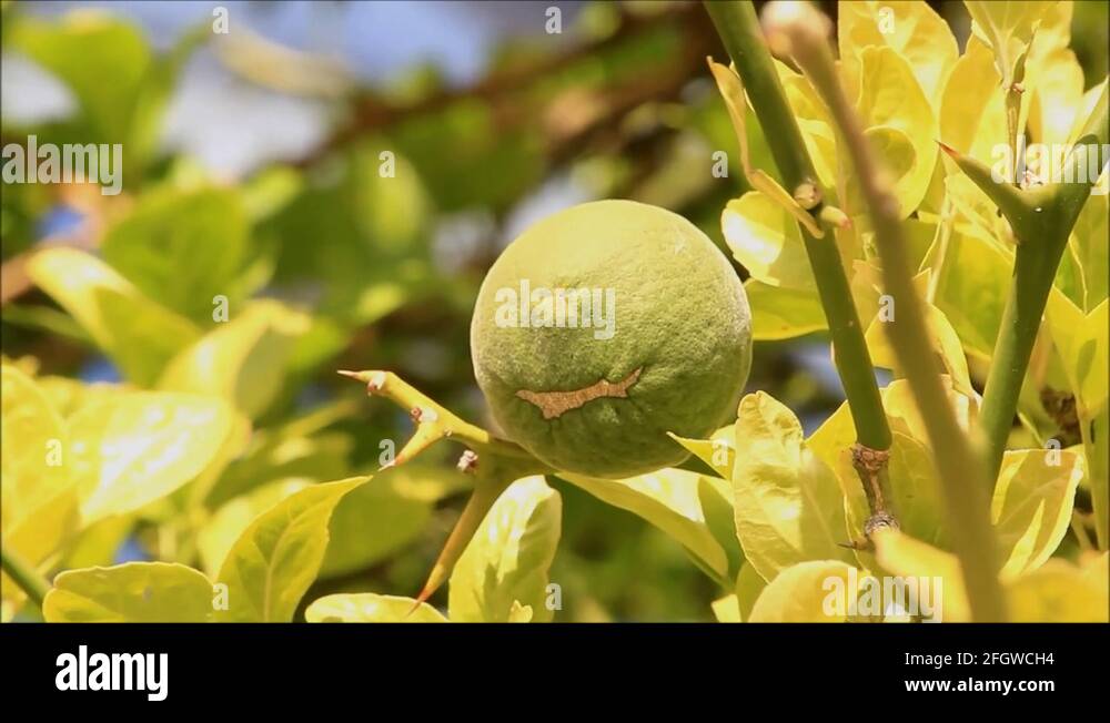 Bitter fruit Stock Videos & Footage - HD and 4K Video Clips - Alamy