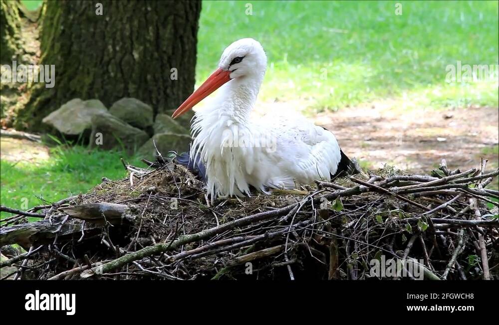 Nesting place Stock Videos & Footage - HD and 4K Video Clips - Alamy