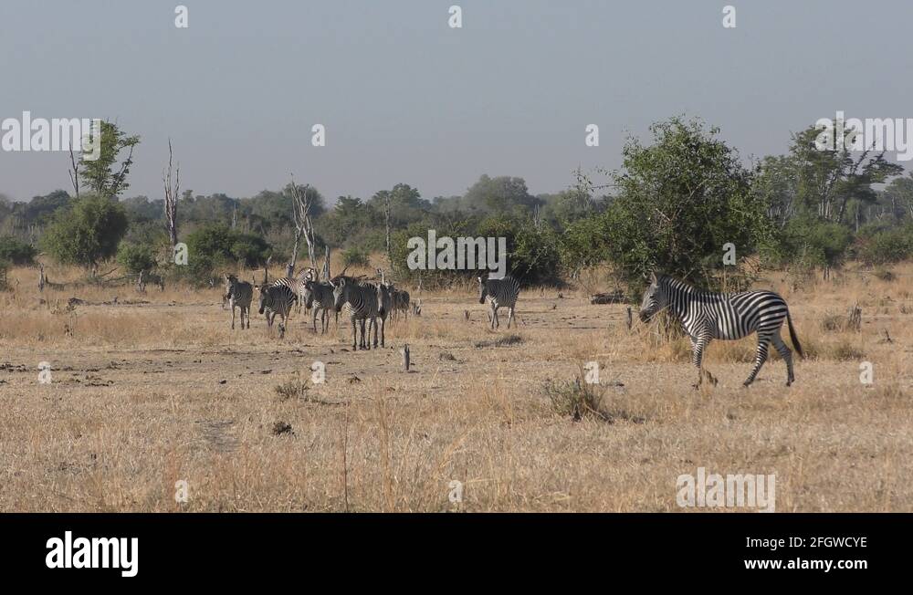 Walk for wag Stock Videos & Footage - HD and 4K Video Clips - Alamy