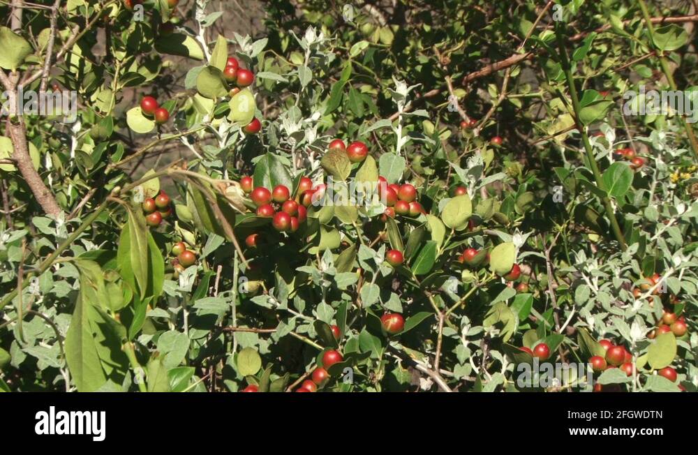 Compound flower Stock Videos & Footage - HD and 4K Video Clips - Alamy