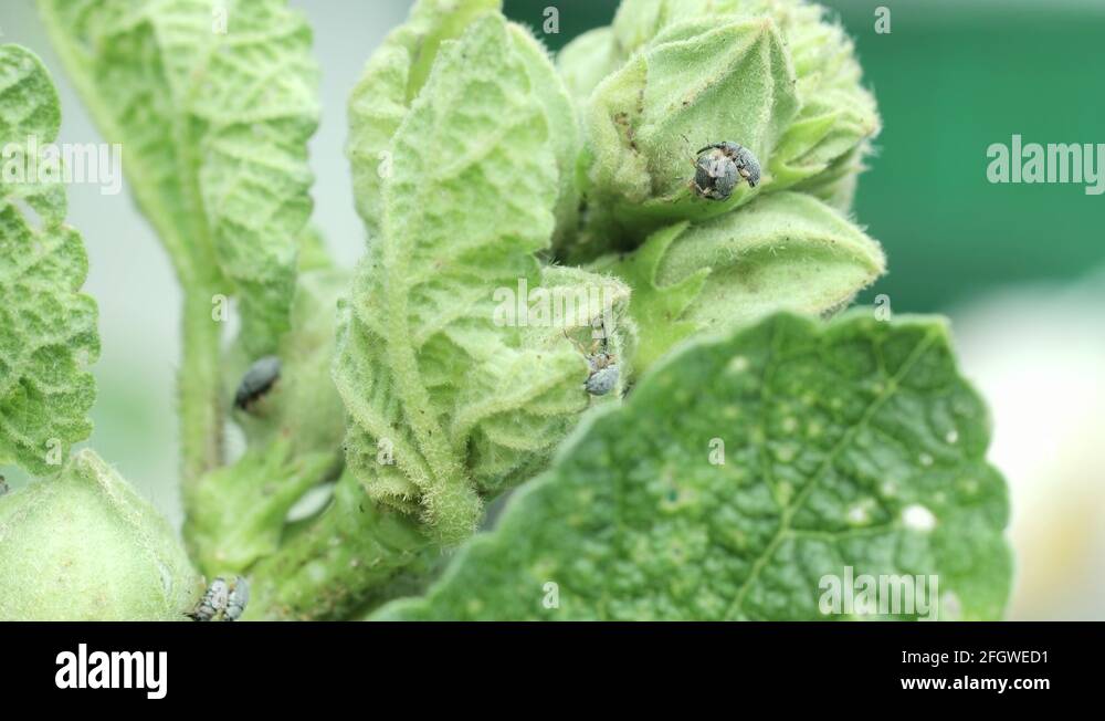 Weevil at their natural habitat Stock Videos & Footage - HD and 4K ...