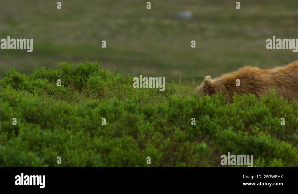 Wild grasslands national park Stock Videos & Footage - HD and 4K Video ...