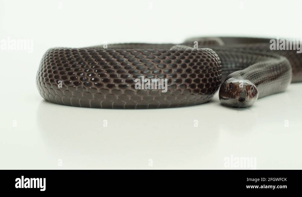 Snake slithering Stock Videos & Footage - HD and 4K Video Clips - Alamy