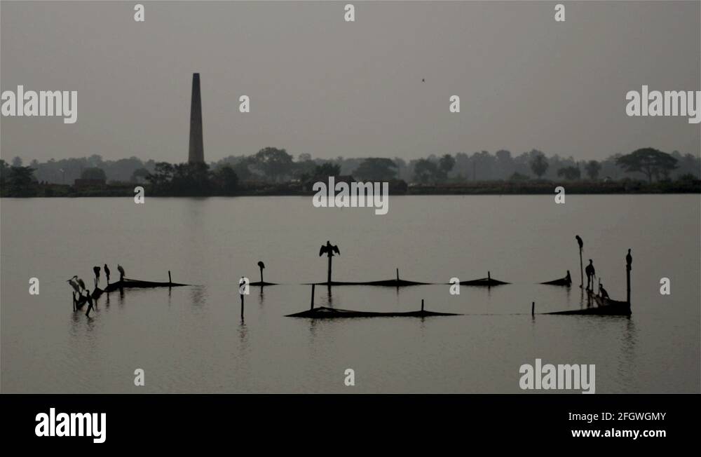 Slow zoom shot of sitting and waiting birds in fish pond in India Stock ...