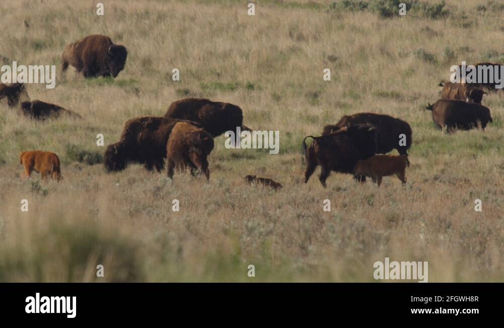 Bison herd motion Stock Videos & Footage - HD and 4K Video Clips - Alamy