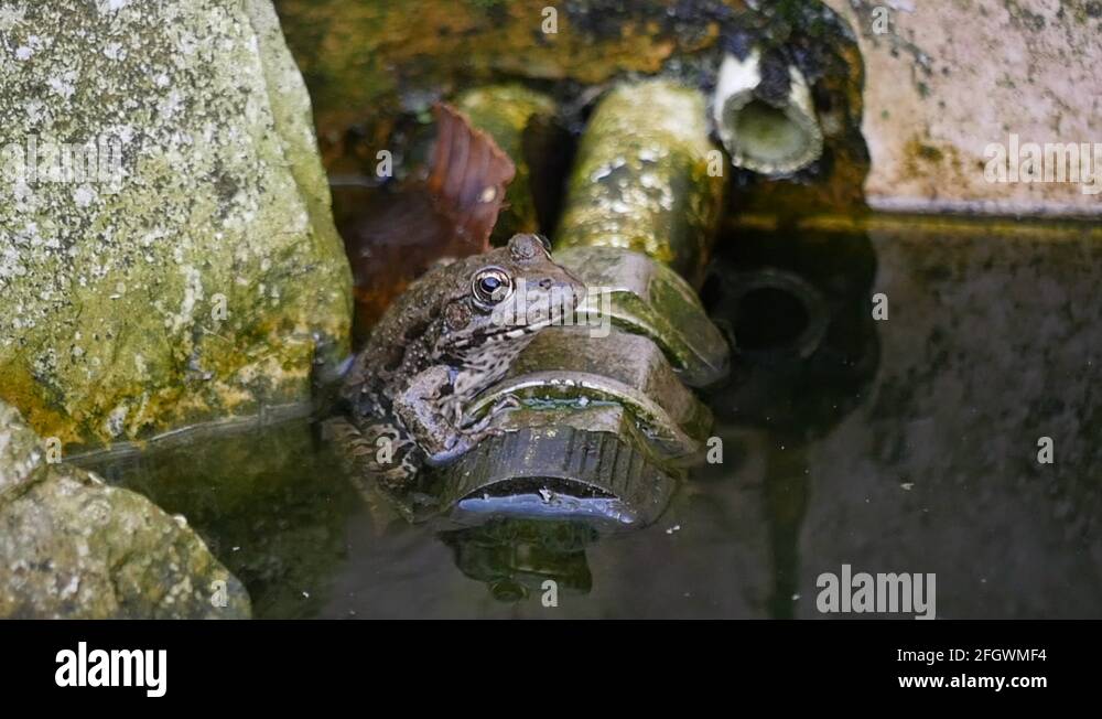 Stone frog Stock Videos & Footage - HD and 4K Video Clips - Alamy