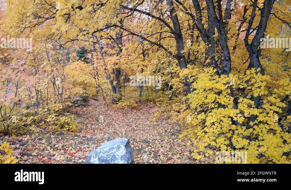 Trees with fall foliage Stock Videos & Footage - HD and 4K Video Clips ...