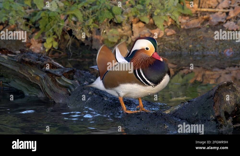 Mandarin duck male Stock Videos & Footage - HD and 4K Video Clips - Alamy