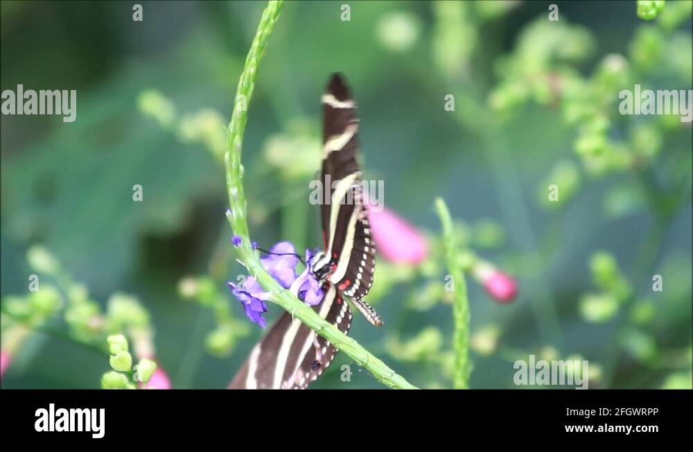 Zebra longwing butterfly heliconius charitonius Stock Videos & Footage ...