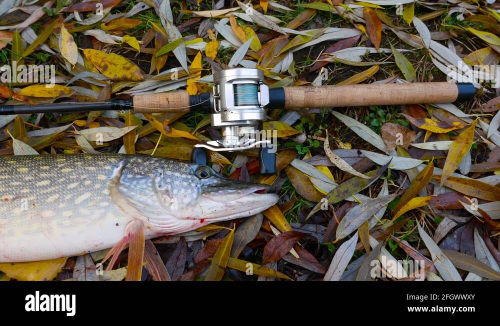 Head on pike Stock Videos & Footage - HD and 4K Video Clips - Alamy