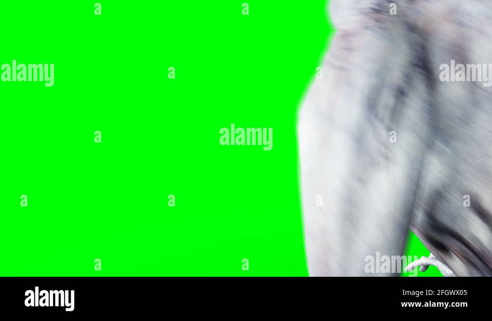 Alien crawling. Realistic motion and skin shaders. 4K green screen ...