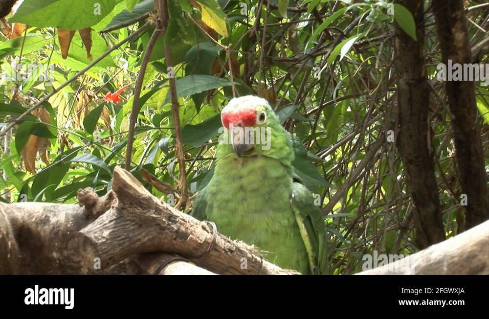 Loras Stock Videos & Footage - HD and 4K Video Clips - Alamy