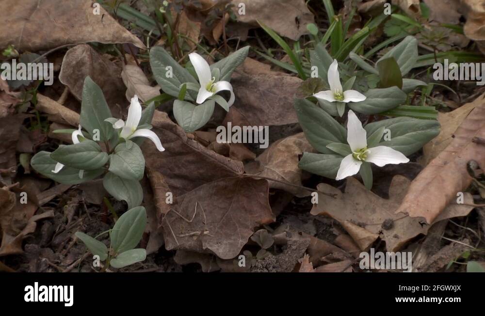 Trillium species Stock Videos & Footage - HD and 4K Video Clips - Alamy
