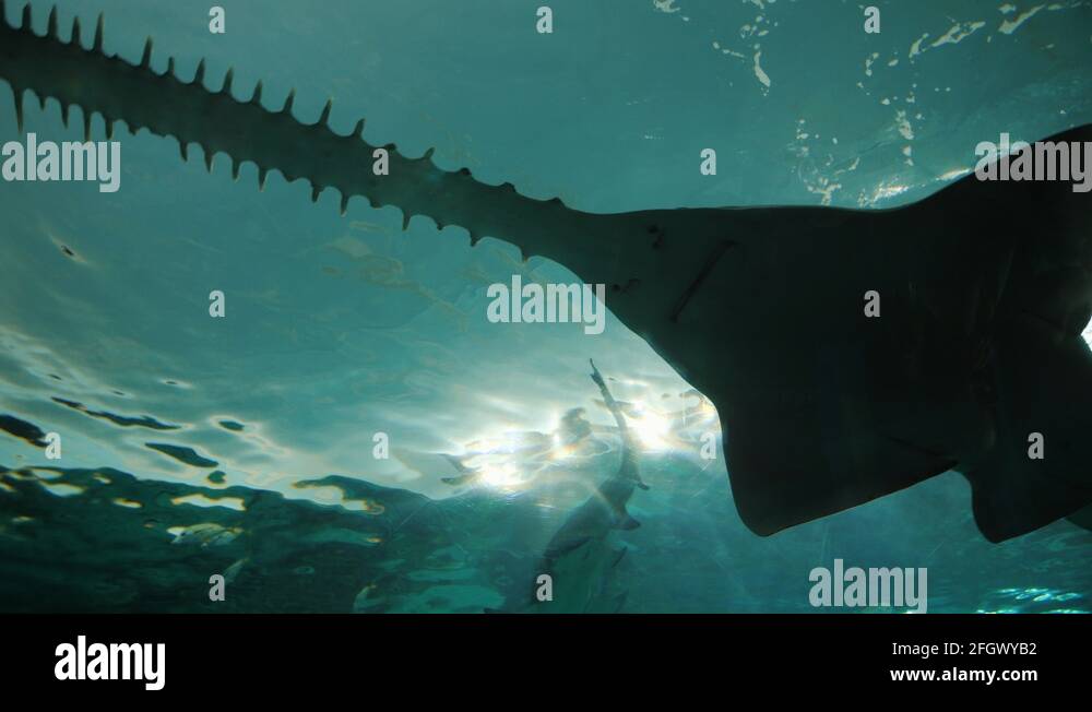 Saw fish Stock Videos & Footage - HD and 4K Video Clips - Alamy