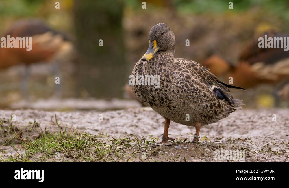 Undulata Stock Videos & Footage - HD and 4K Video Clips - Alamy