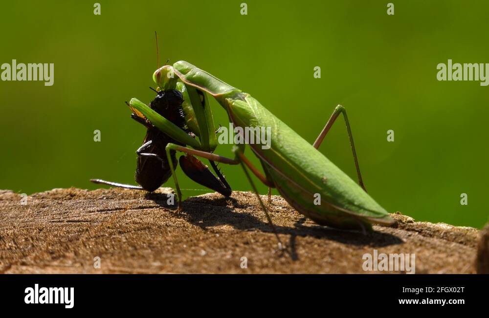 Praying mantis eating another mantis Stock Videos & Footage - HD and 4K ...