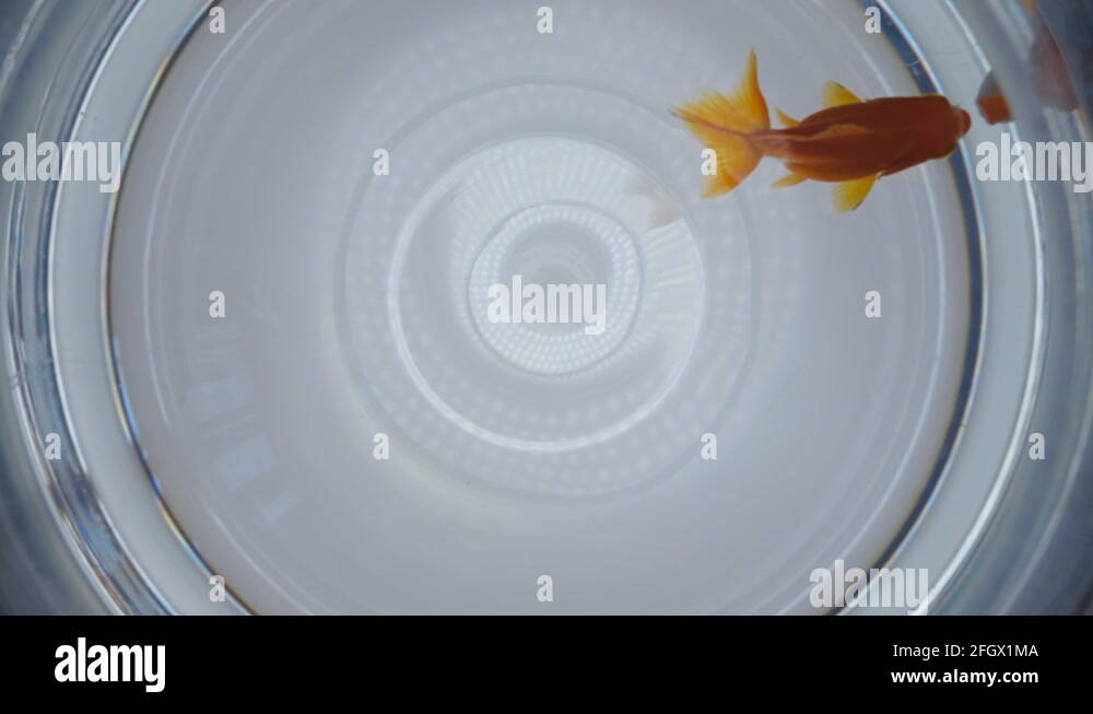 Goldfish shape Stock Videos & Footage - HD and 4K Video Clips - Alamy