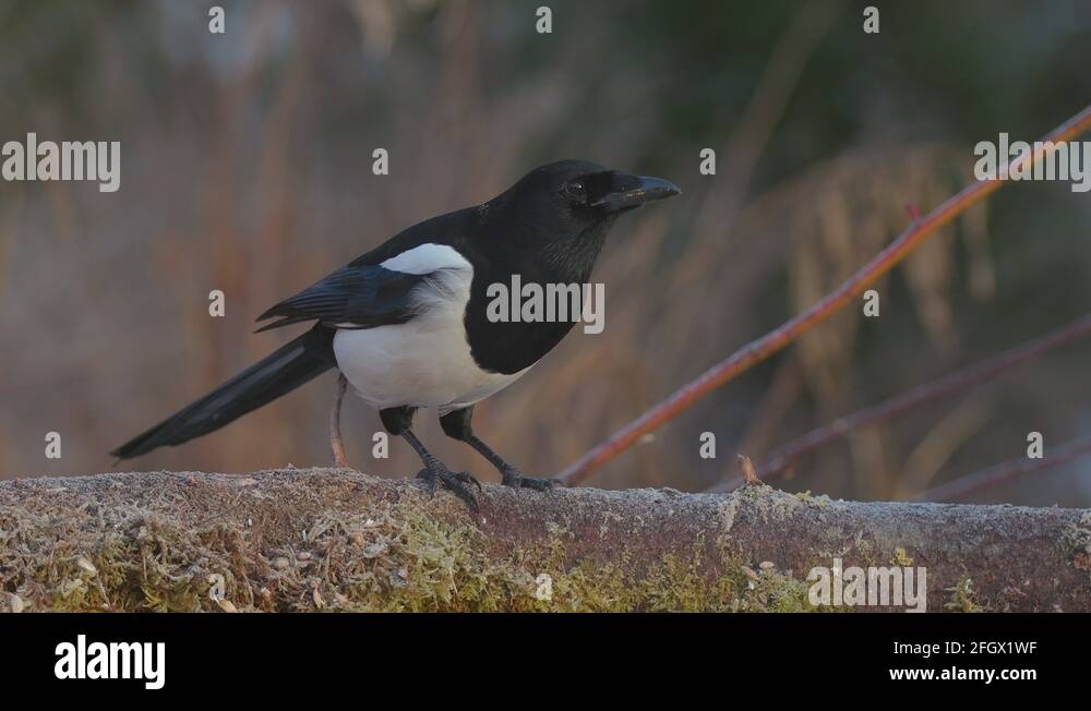 Animal pick Stock Videos & Footage - HD and 4K Video Clips - Alamy