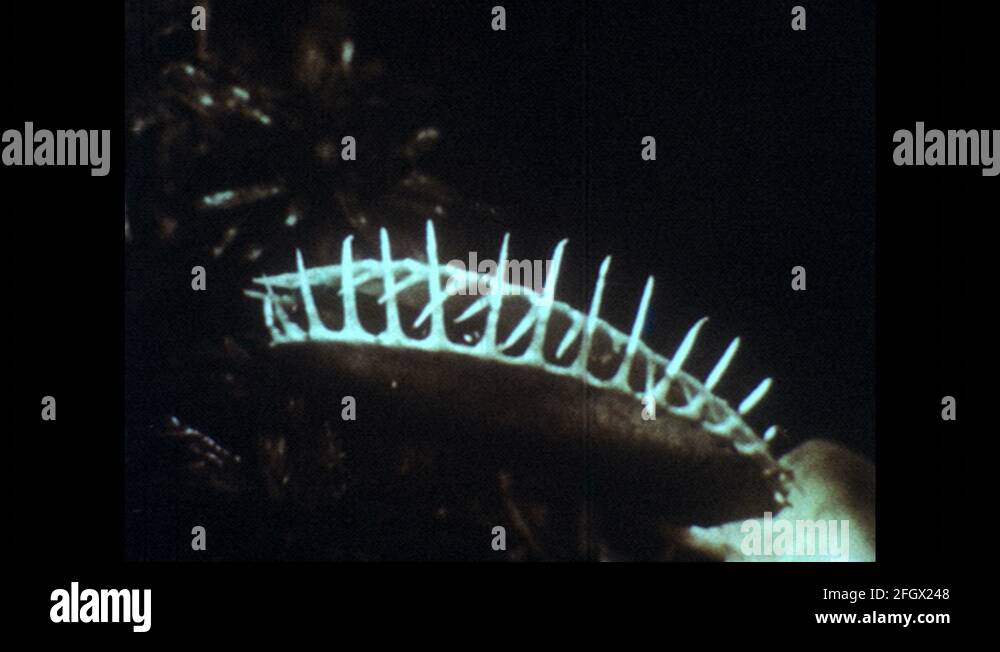1960s: Fly trapped inside closed Venus flytrap. Spider inside Venus ...