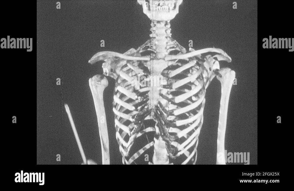 1950s: Man gestures to collarbone of model skeleton. Man rotates ...