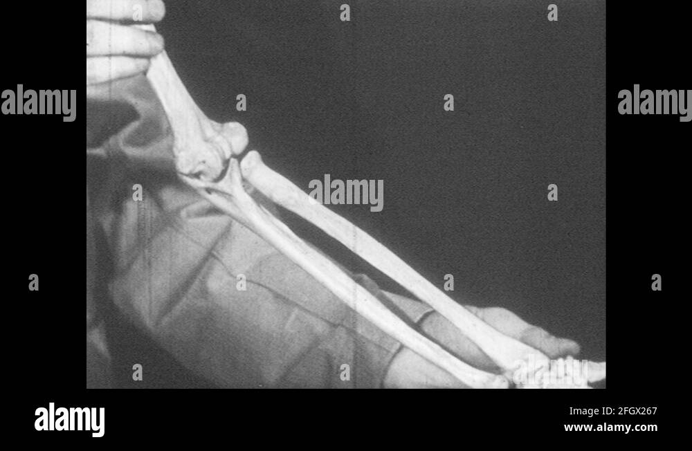 1950s: Man holds arm of model skeleton at wrist. Man rotates bones ...