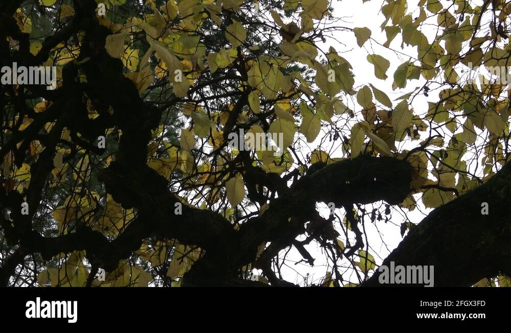 Curved stem Stock Videos & Footage - HD and 4K Video Clips - Alamy