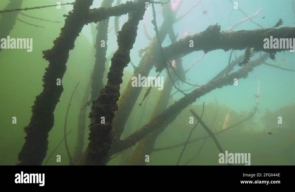 Underwater trees Stock Videos & Footage - HD and 4K Video Clips - Alamy