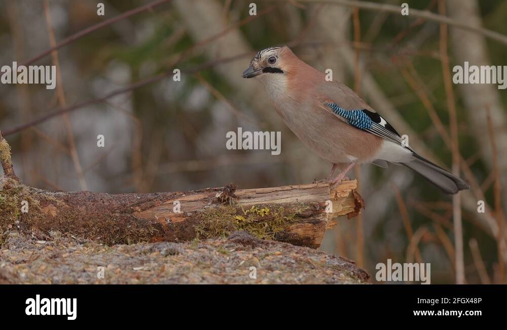 Animal looking bird Stock Videos & Footage - HD and 4K Video Clips - Alamy