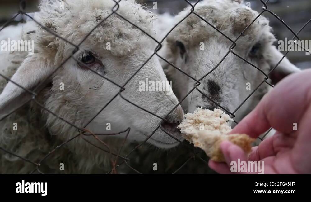 Lambs teeth Stock Videos & Footage - HD and 4K Video Clips - Alamy