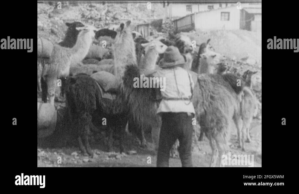 Llama ride Stock Videos & Footage - HD and 4K Video Clips - Alamy