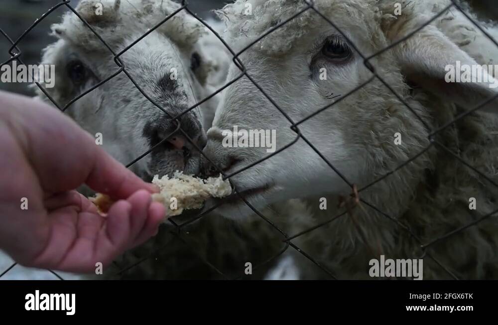 Sheep ewe portrait teeth Stock Videos & Footage - HD and 4K Video Clips ...